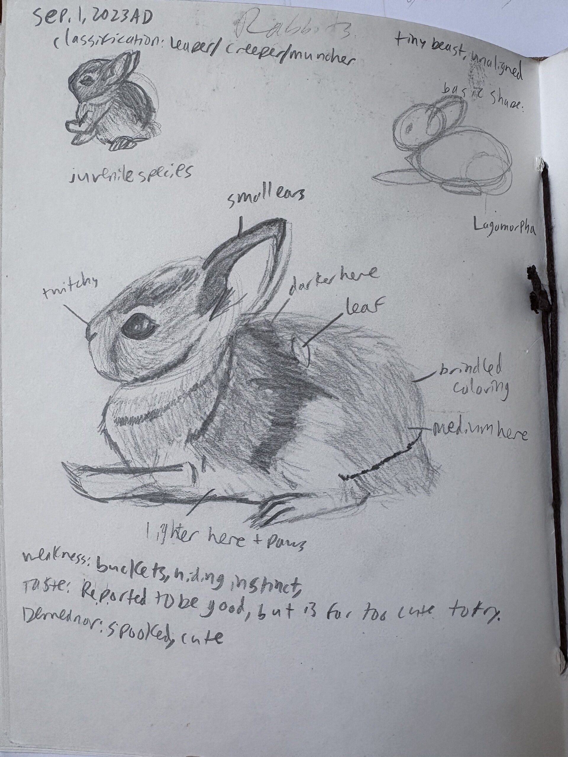 ArtStation - Random Rabbit