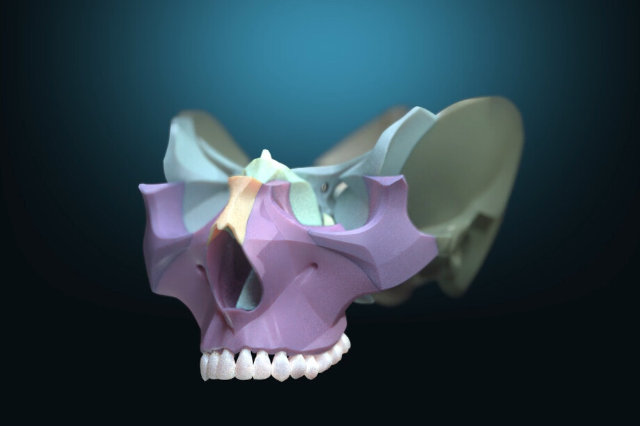 ArtStation - Structural decomposition of the skull (European adult female skull)