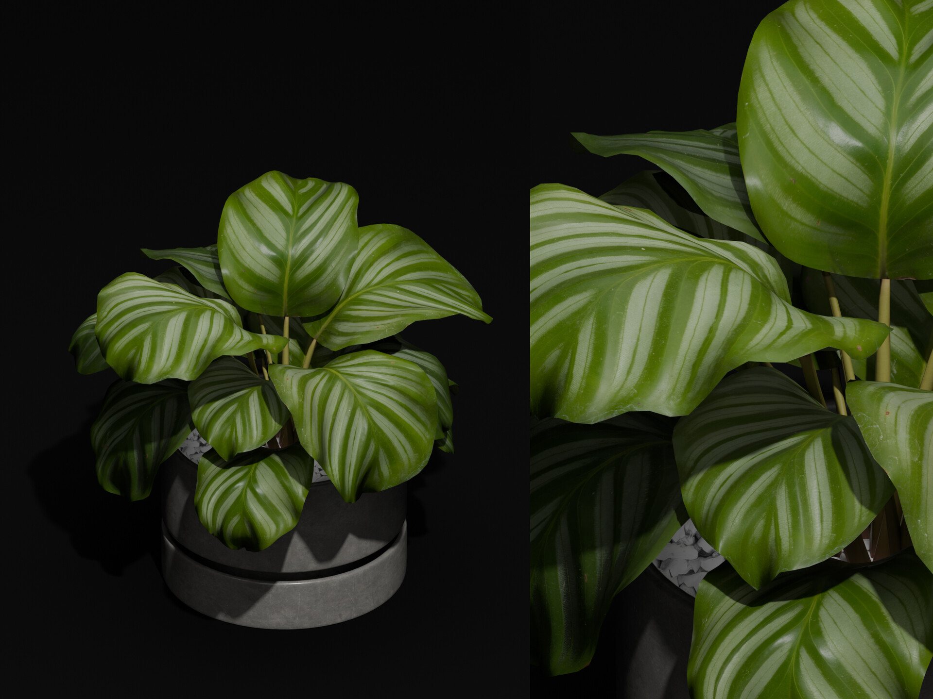 ArtStation - Free Realistic 3D Model Calathea Orbifolia Table Plant
