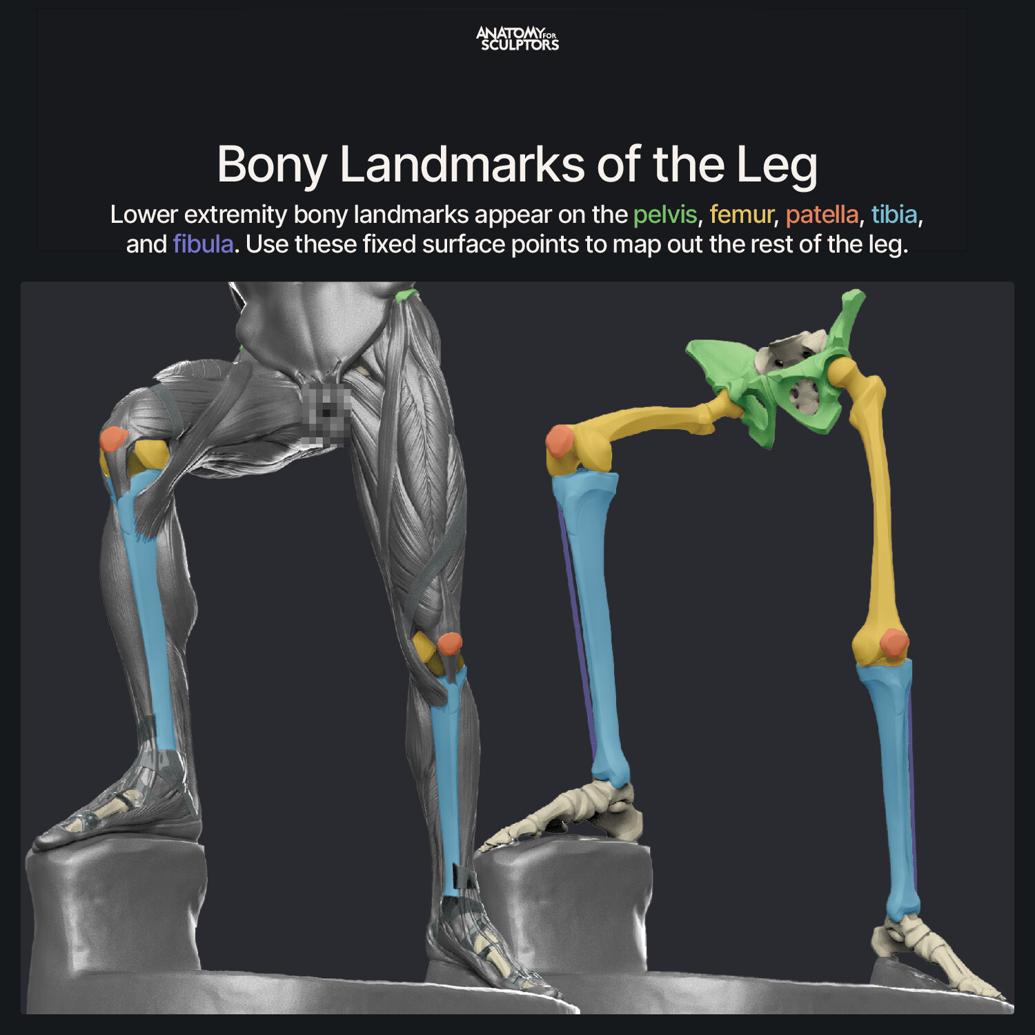 bony legs