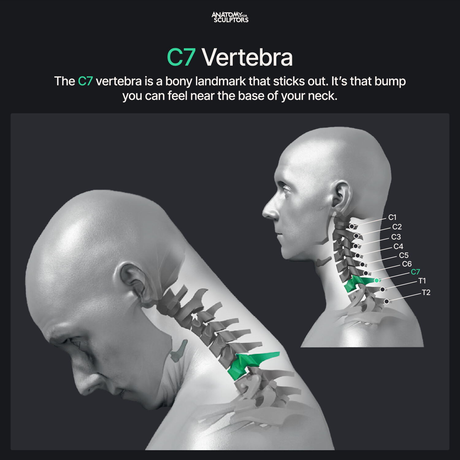 ArtStation - C7 Vertebra