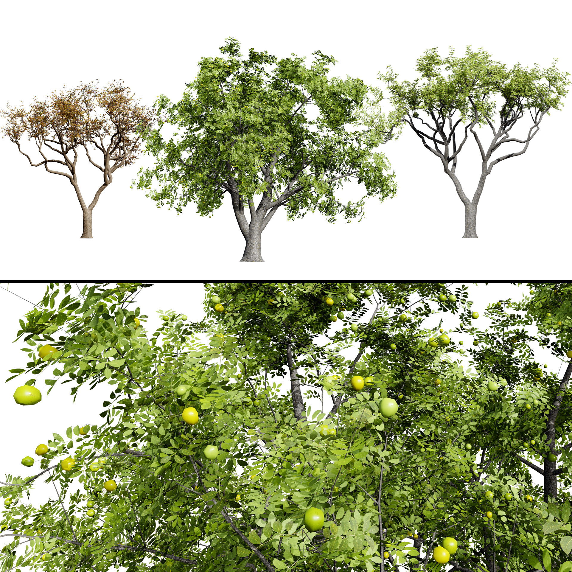 ArtStation - Marula Tree 3D Model Pack
