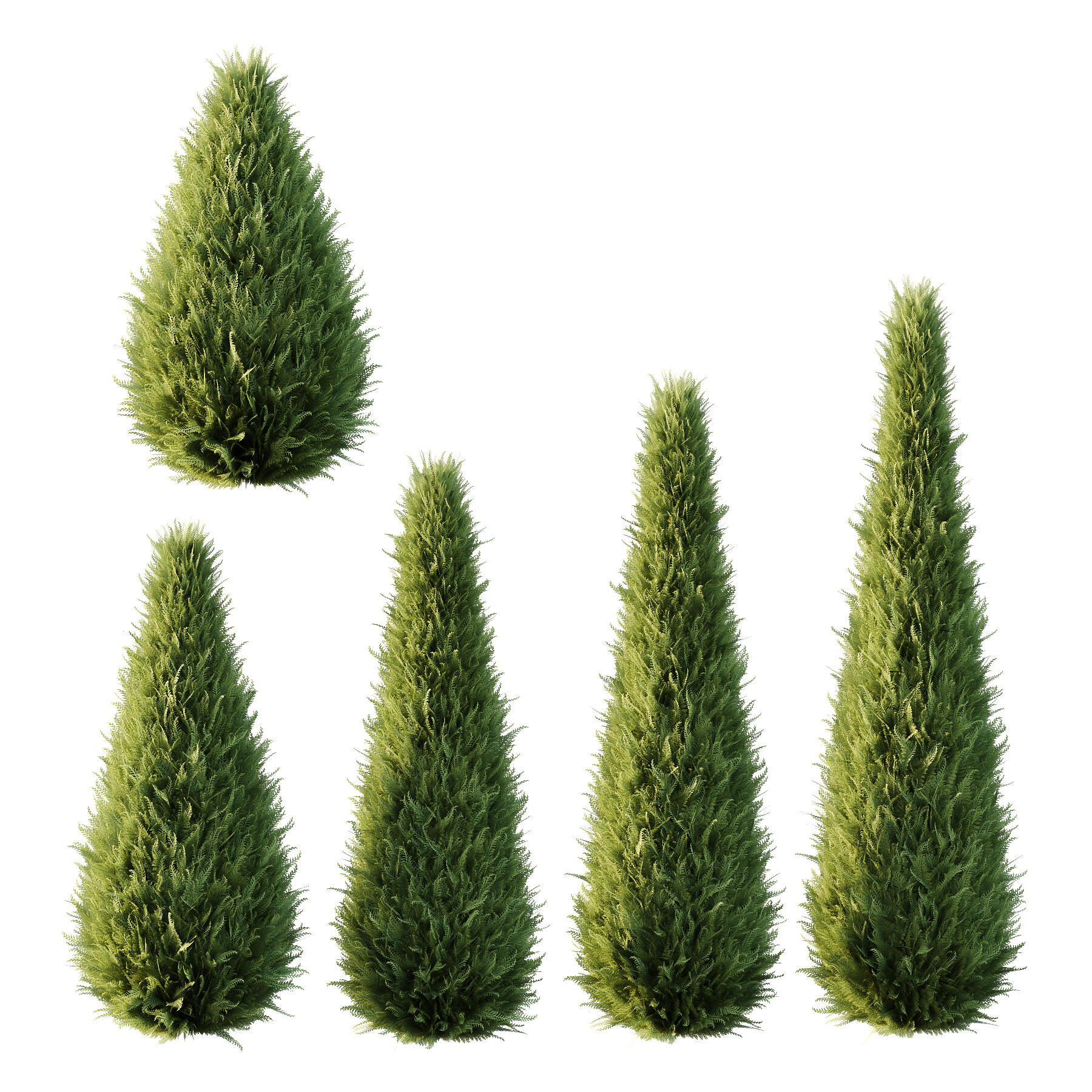 ArtStation - Italian Cypress Tree 16