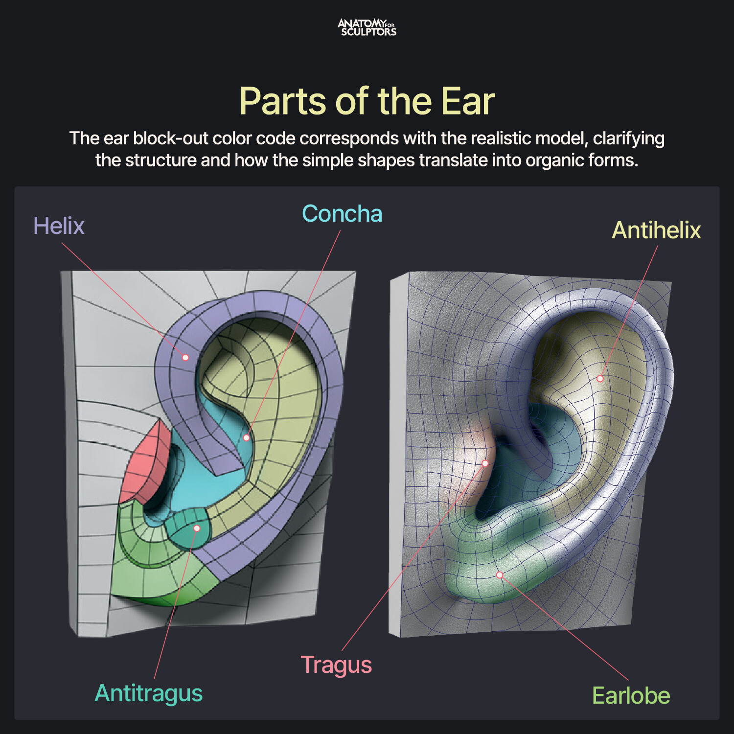 Anatomy For Sculptors - Parts of the Ear