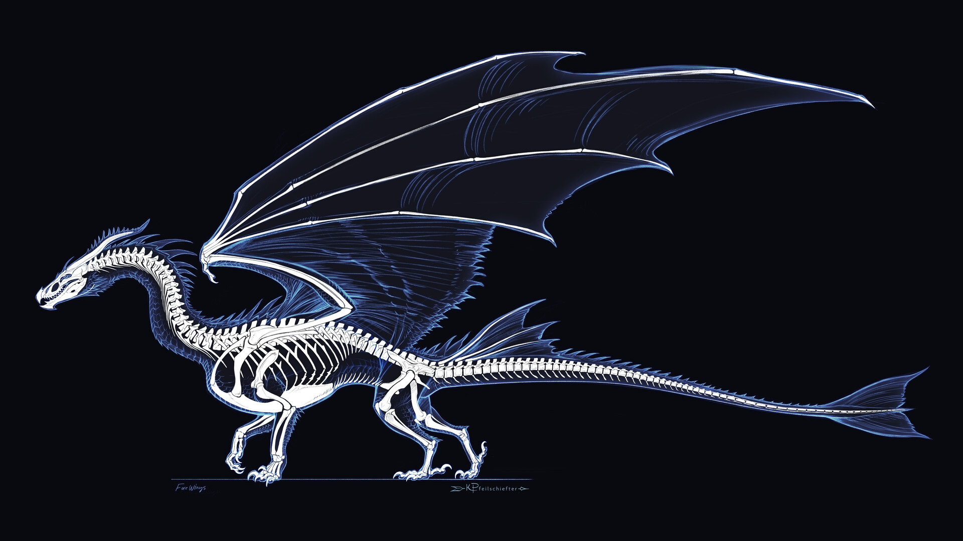 dragon skeleton drawing reference