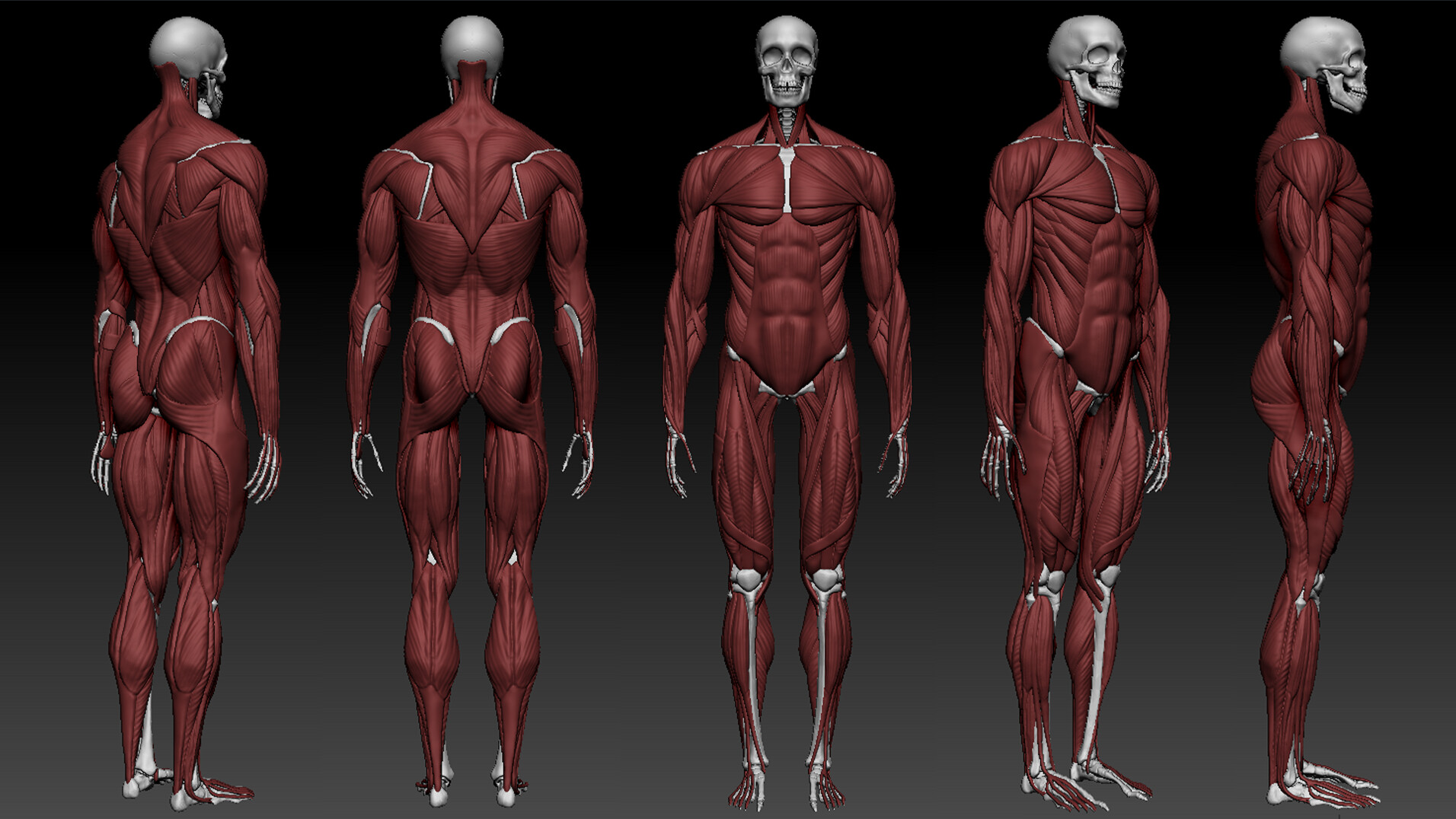 ArtStation - Anatomy Study