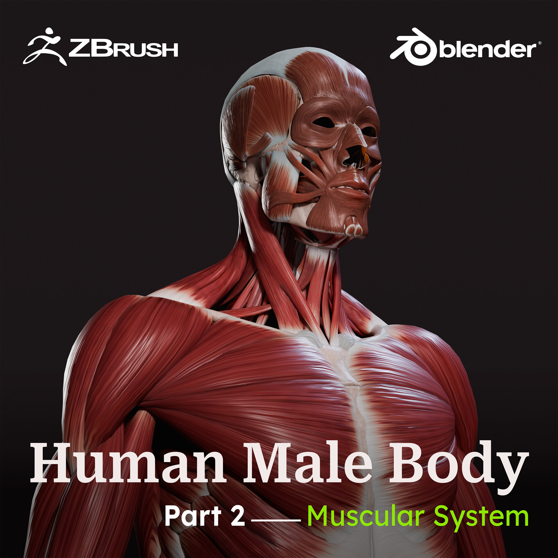 ArtStation - Human Male Body Part 2 - Muscular System
