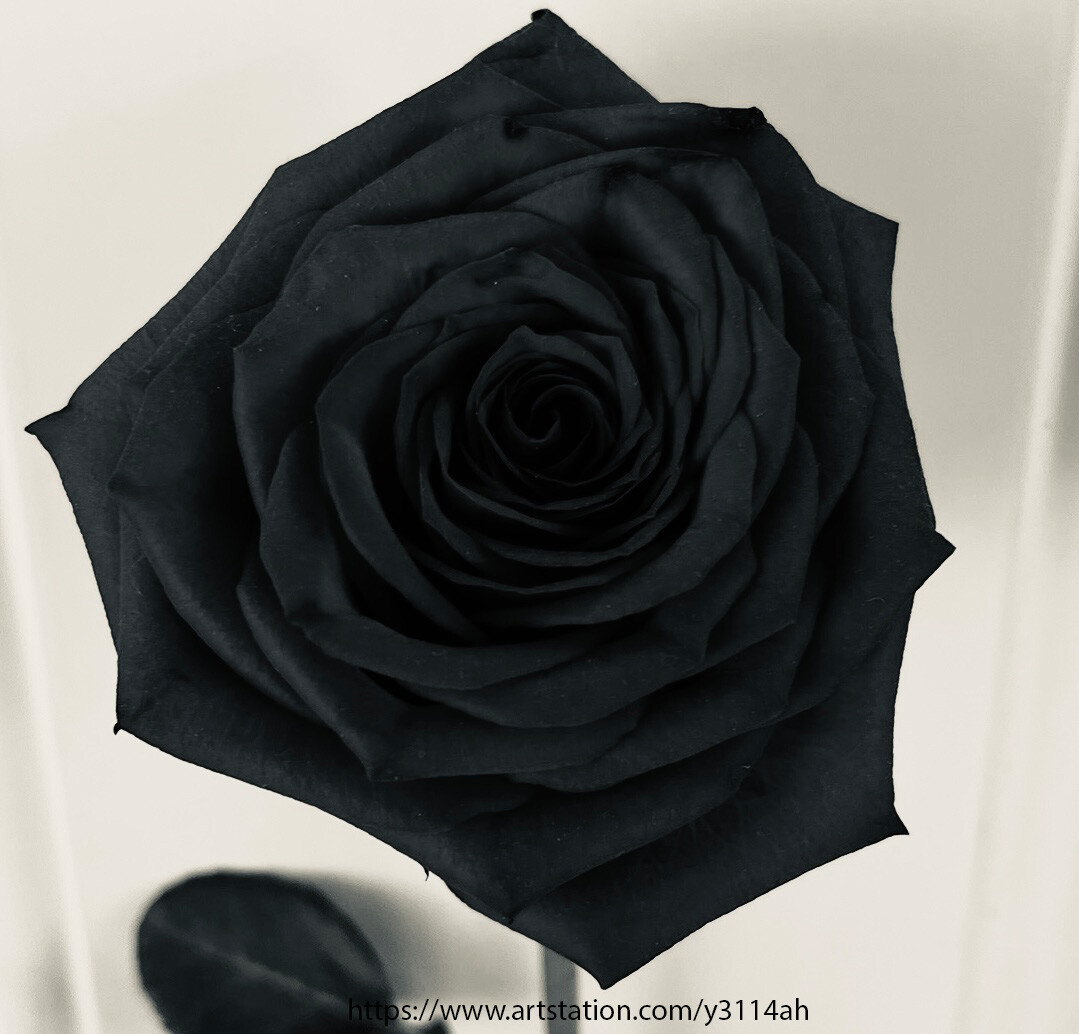 ArtStation - My Rose