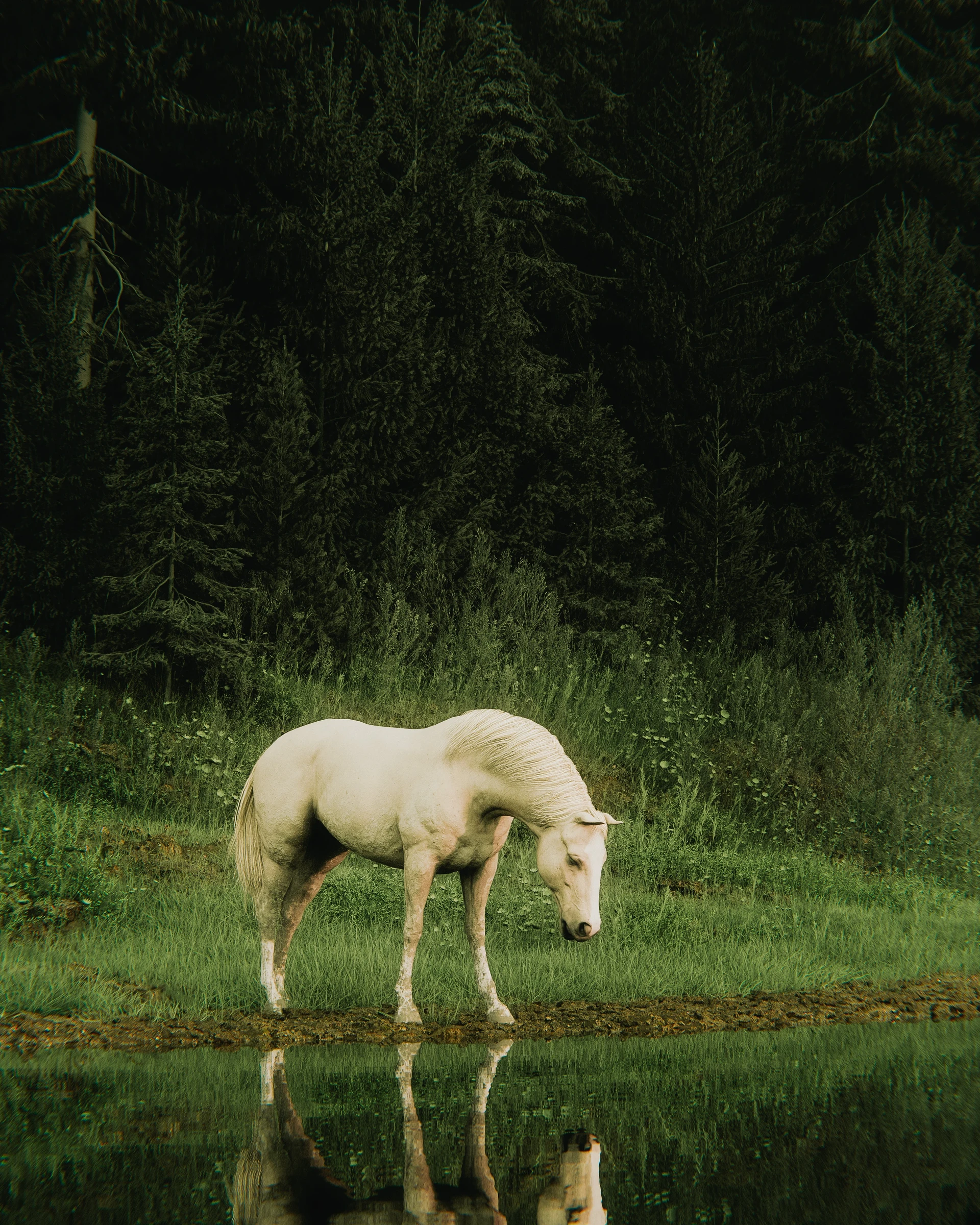 ArtStation - calm wildlife