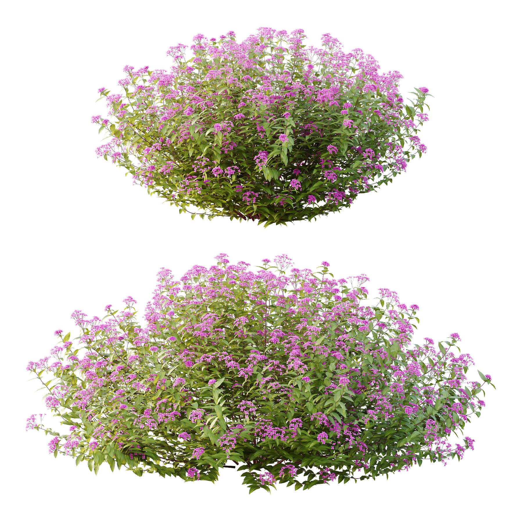 ArtStation - Spirea Japonica Bush 02