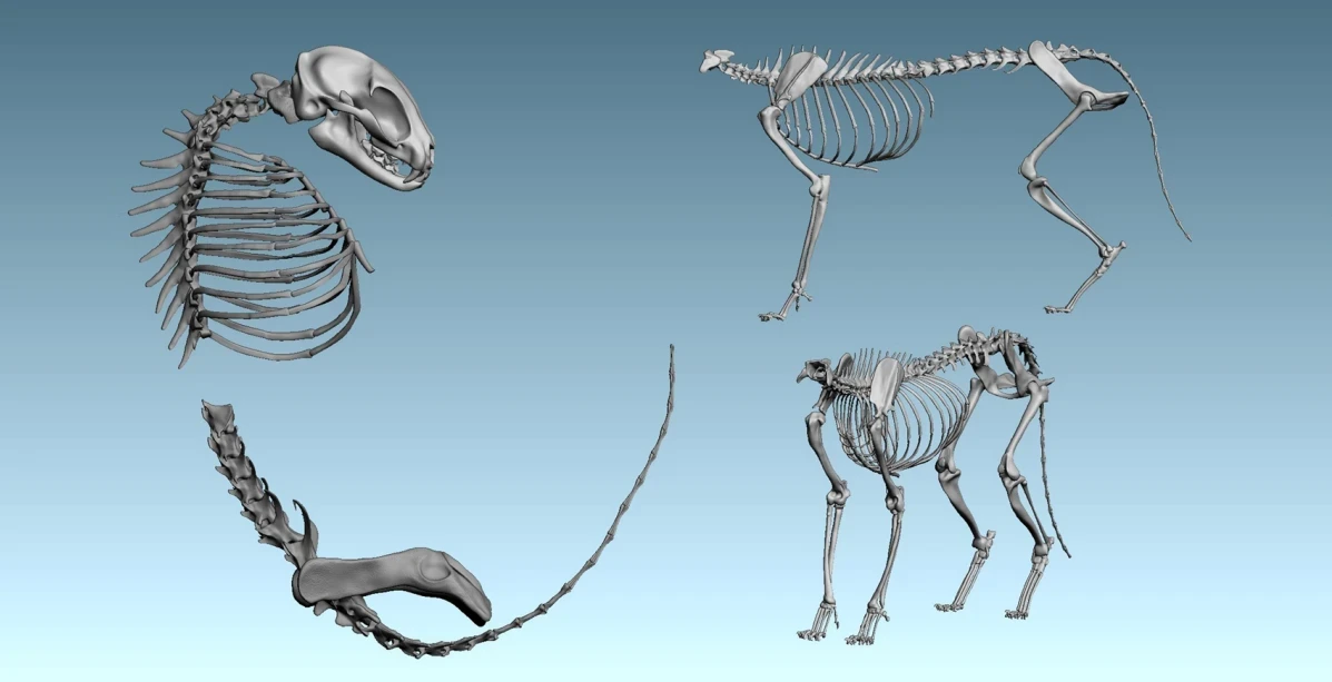 ArtStation - Cat's skeleton: prop for film