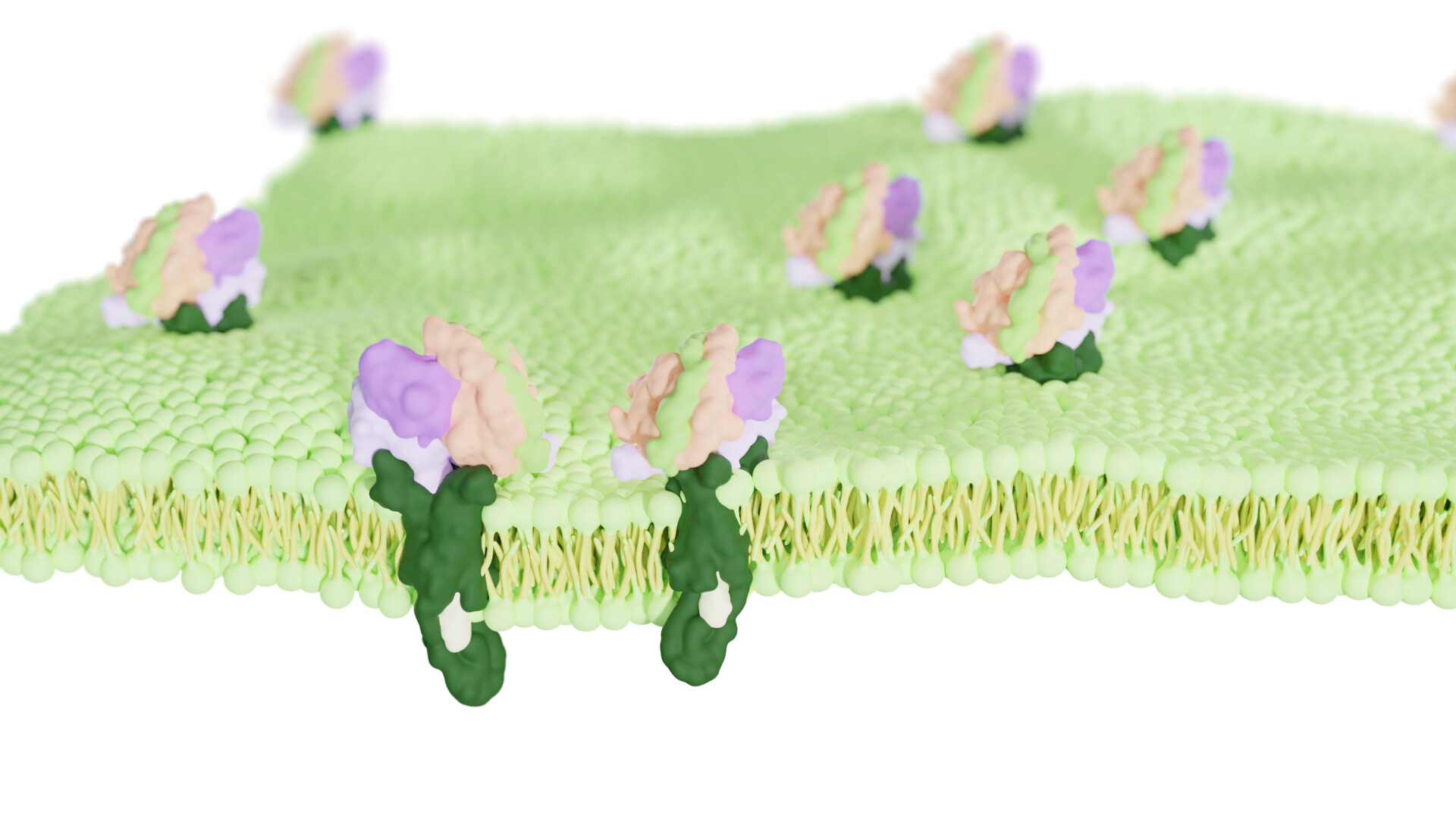 ArtStation - 3D Lipid Bilayer Visualization