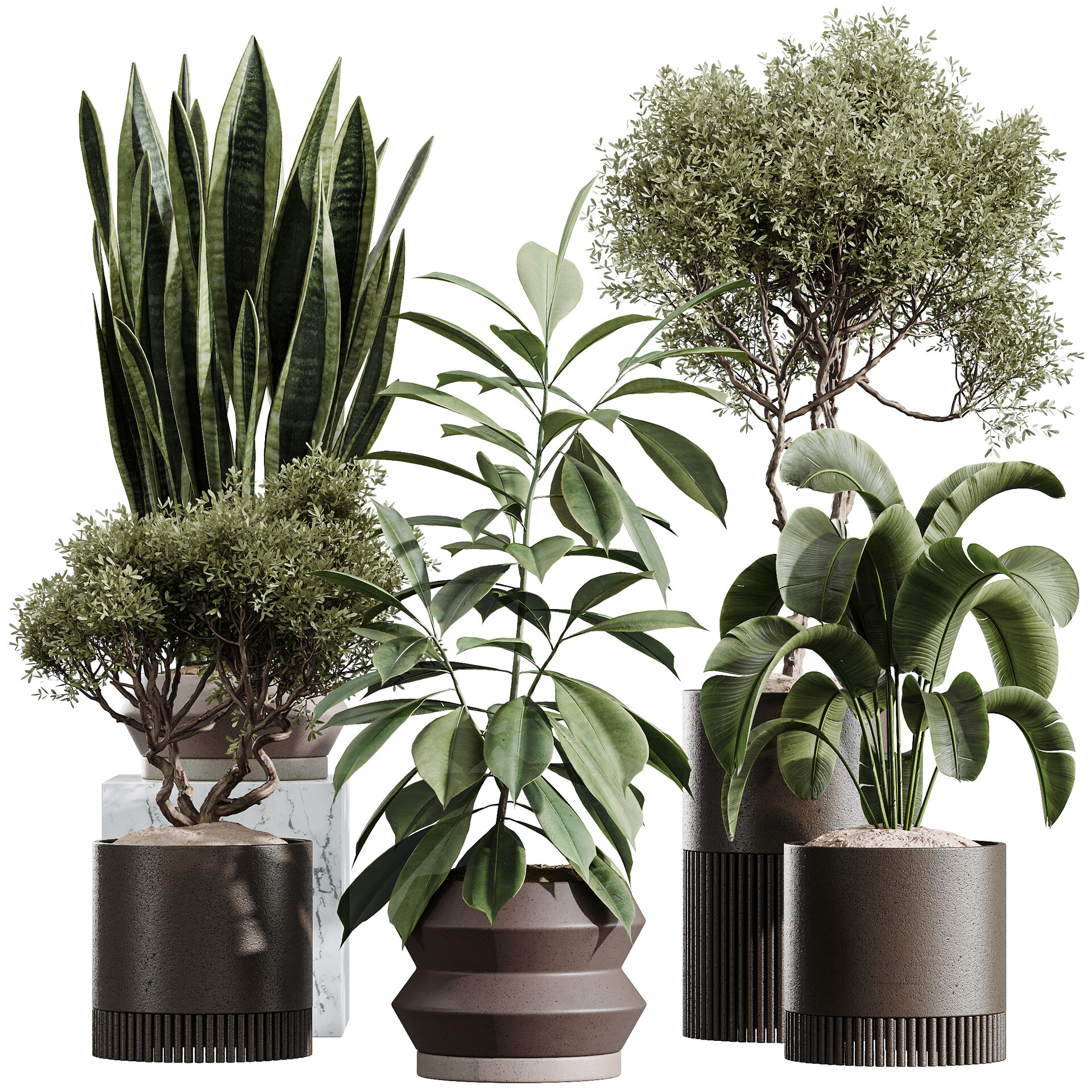ArtStation - AV Indoor Plants Set 412 Ravenala Banana and Olive Tree ...