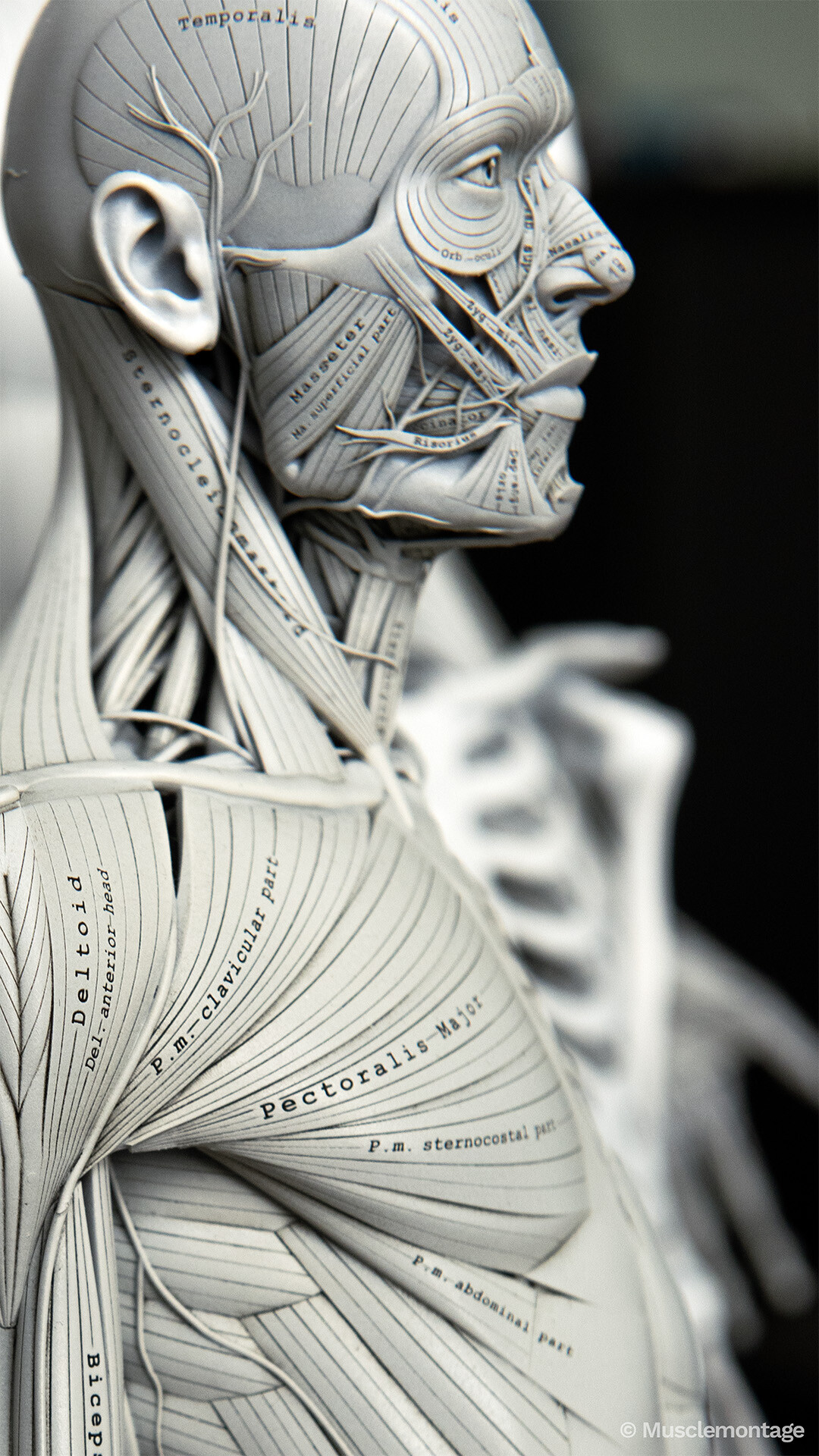 ArtStation - Anatomy Écorché Figure: Lateral Head & Pectoral Region