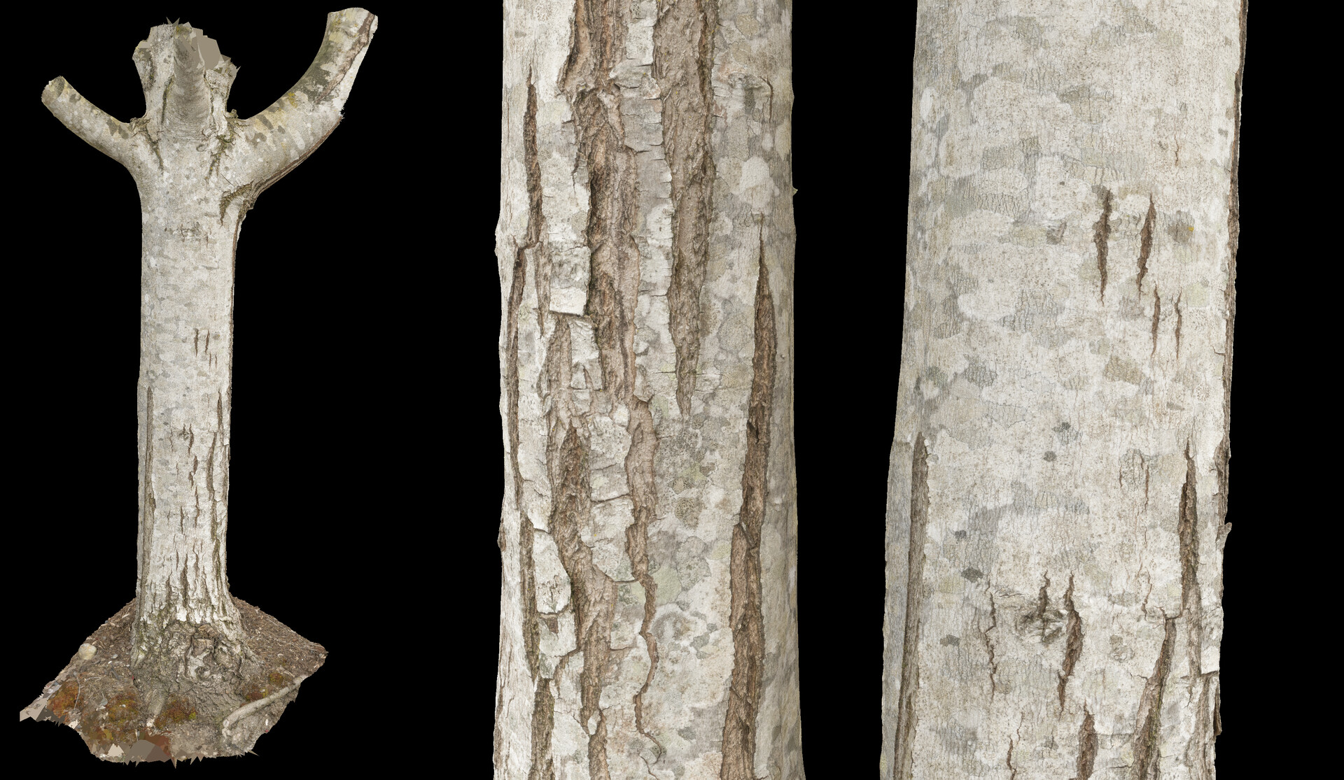 ArtStation - Photogrammetry Practice #5: Misc Tree Trunk