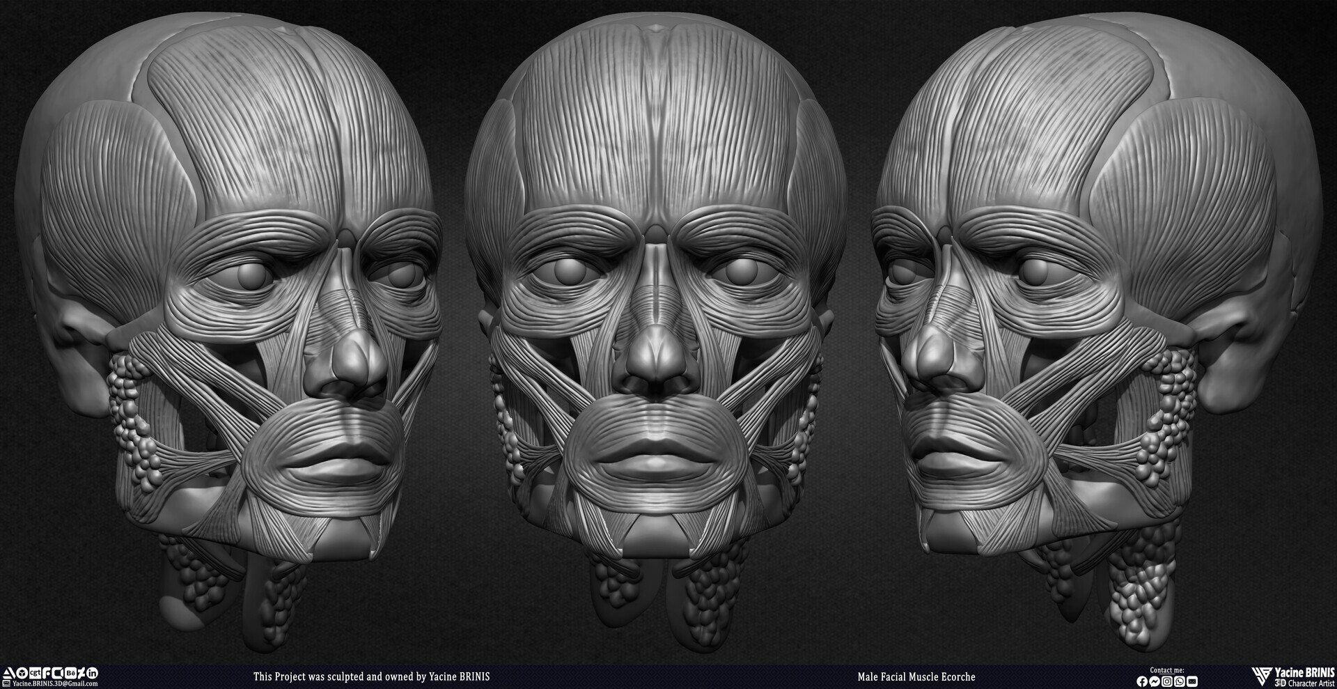 ArtStation - Male Facial Muscle Ecorche