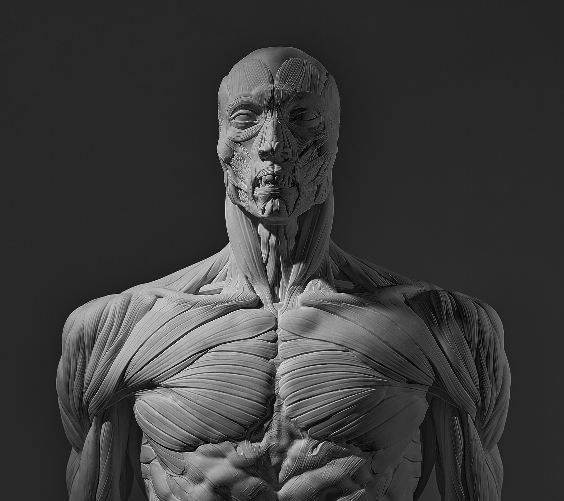 ArtStation - Ecorche 200cm