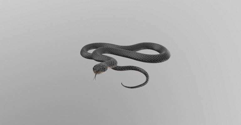 ArtStation - Black Snake