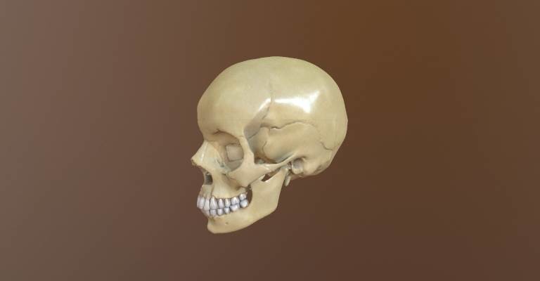 ArtStation - Simple Human Skull