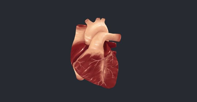 ArtStation - Heart