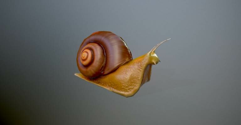 ArtStation - Nice snail