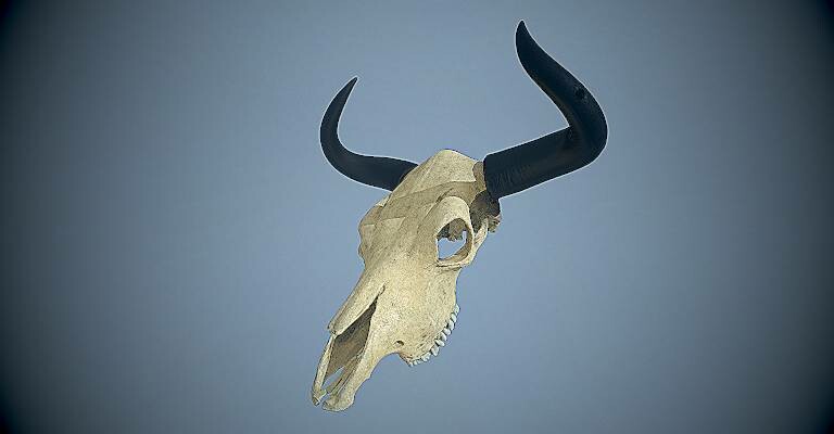 ArtStation - Cow Skull Scan - Toolbag