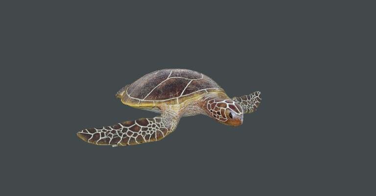 ArtStation - green sea turtle