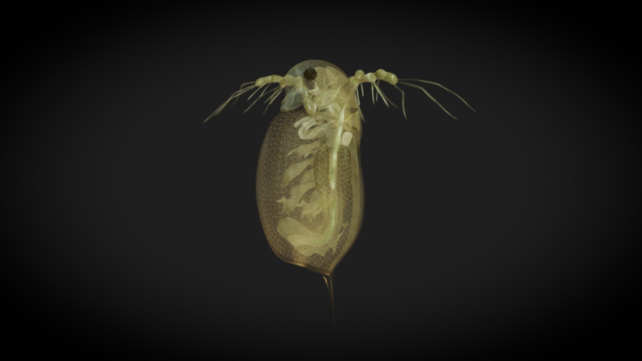 ArtStation - Daphnia