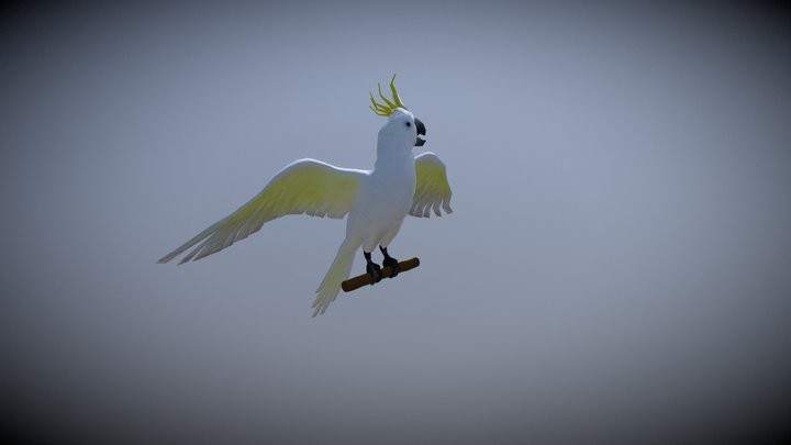 ArtStation - Cockatoo Animations