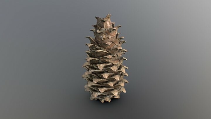 ArtStation - Pine Cone