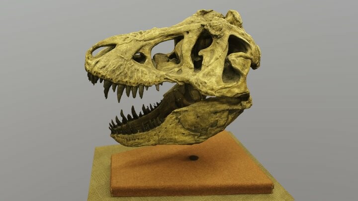 ArtStation - T-Rex Skull