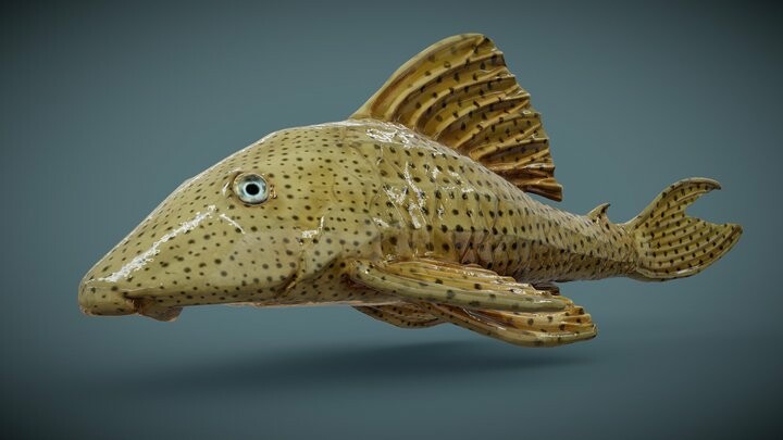 ArtStation - Hypostomus / Coroncoro