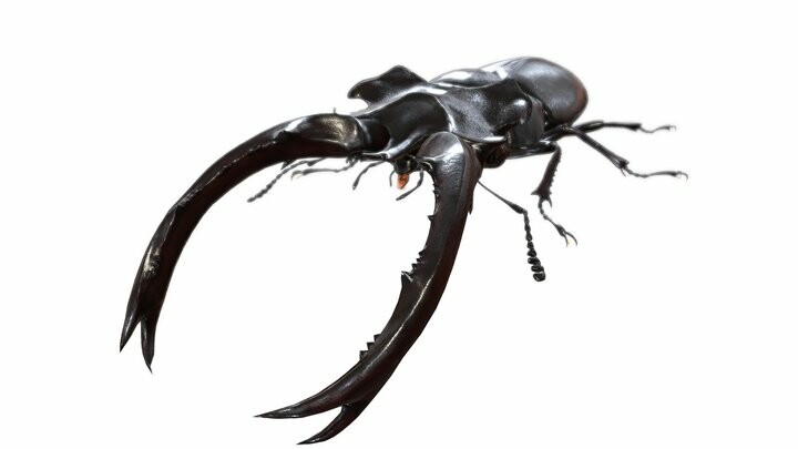 ArtStation - Lucanus formosanus