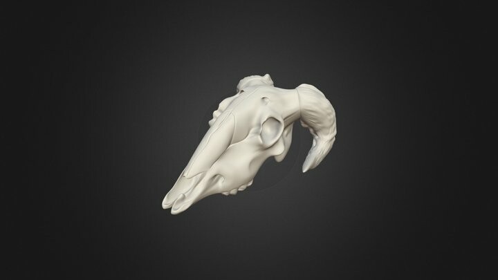 ArtStation - Goat Skull