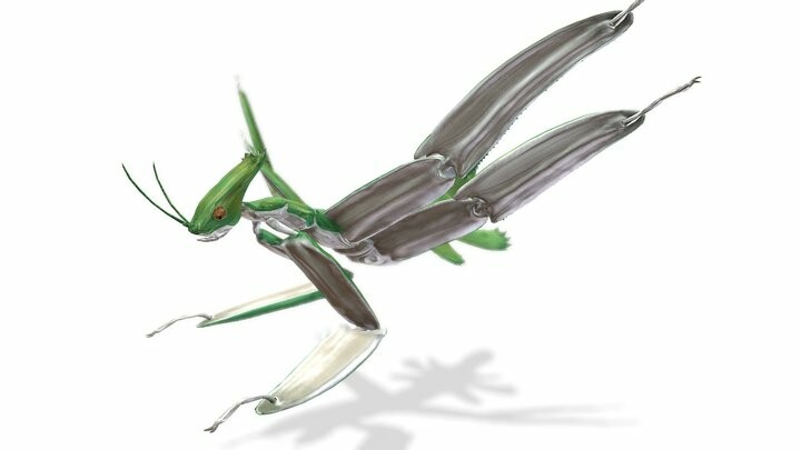 ArtStation - Triple changer insect