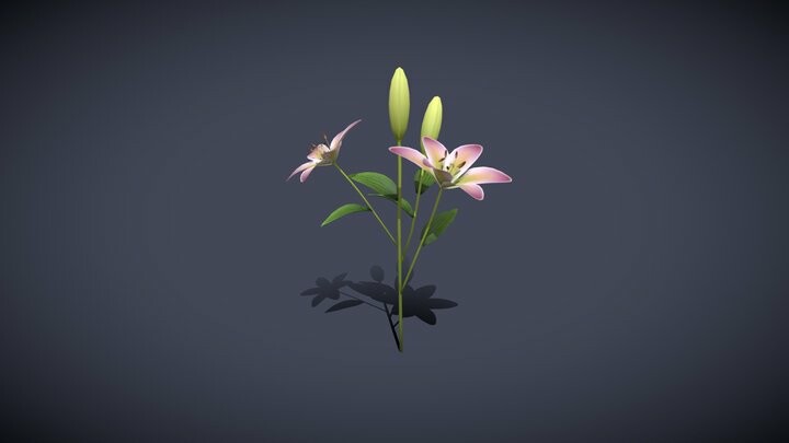 ArtStation - Lily 3D Model