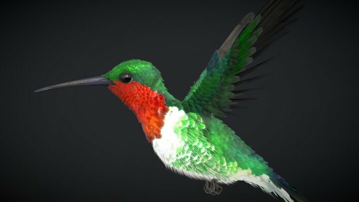 ArtStation - 3D Hummingbird