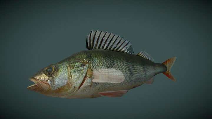 ArtStation - River Perch