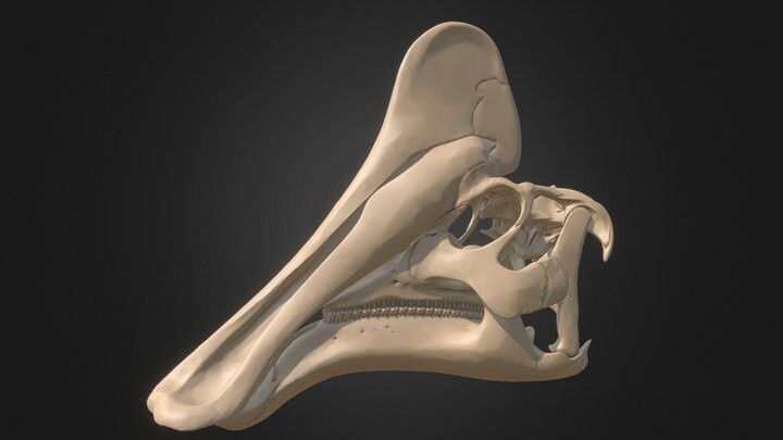 ArtStation - Amurosaurus riabinini skull