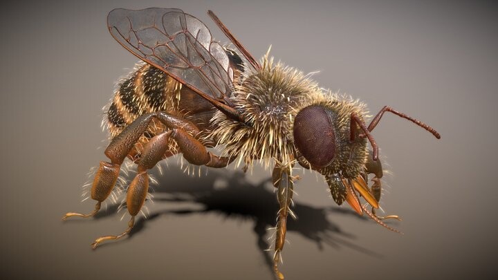 ArtStation - Bee 3d