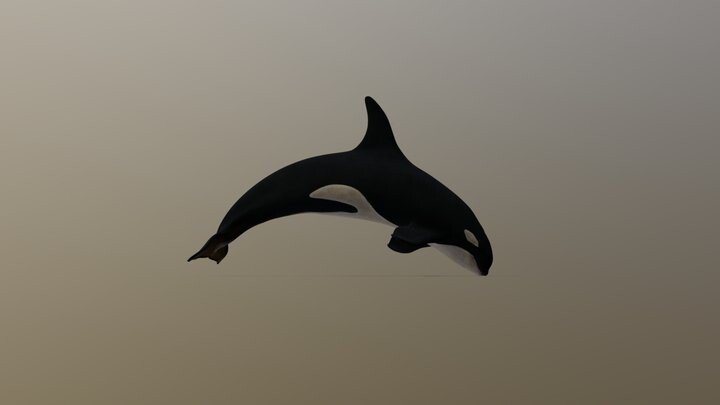 ArtStation - Killer Whale