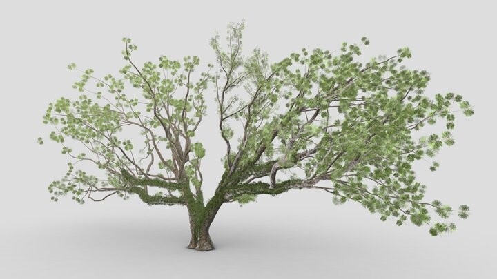 ArtStation - 3D model of live oak Tree