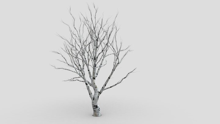 ArtStation - 3D model of with birch tree