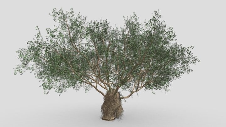 ArtStation - Ficus Benjamina Tree-S05