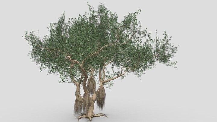 ArtStation - Ficus Benjamina Tree-S11