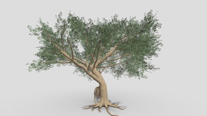 ArtStation - Ficus Benjamina Tree-S15