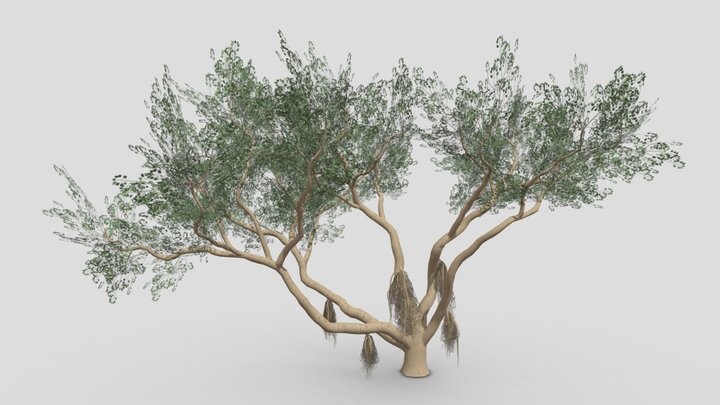 ArtStation - Ficus Benjamina Tree-S17