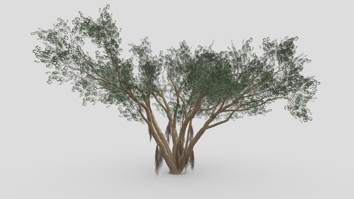 ArtStation - Ficus Benjamina Tree-S19
