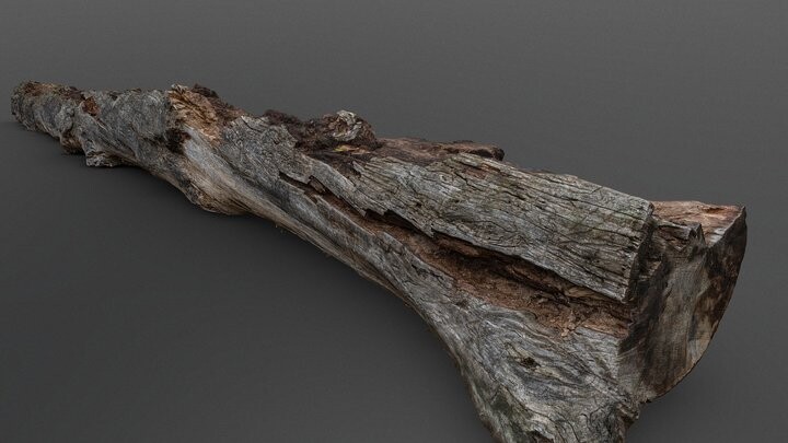 ArtStation - Old fallen tree trunk