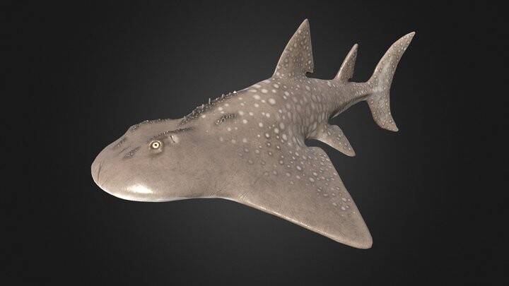 ArtStation - Shark Ray